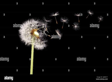 Dandelion Blowing Background