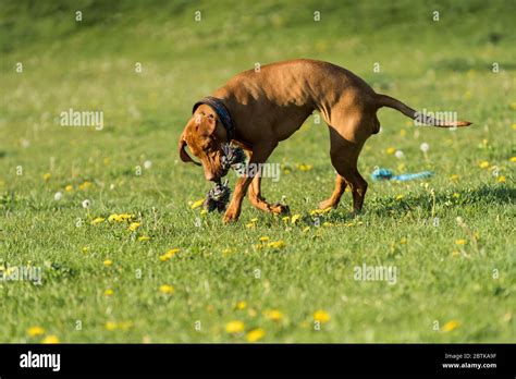 In The Afternoon Sun A Hungarian Female Pointer Learns To Retrieve