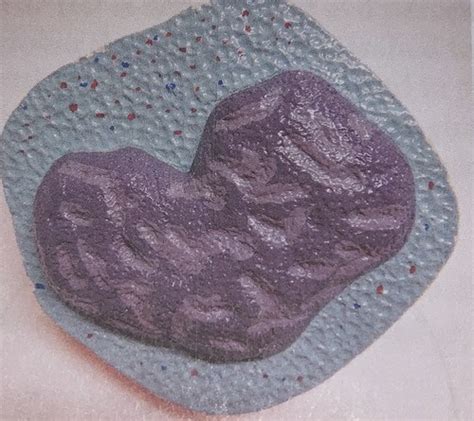 Bios 1310 Lab Exam 1 Formed Elements Models Flashcards Quizlet