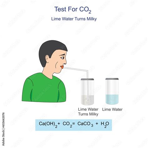 Diagram For The Testing Of Carbon Dioxide Gas Bubble Carbondioxide Through Limewater It Forms
