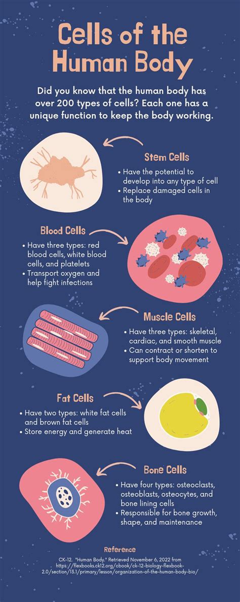 Cells Of The Human Body Types Of Cells Human Body Human Body Systems