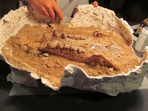 Digging Out Mysteries How New Fossils Can Shake Up Our Understanding Of Human Evolution