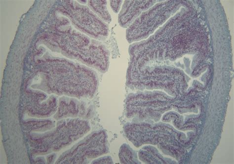 Bisc 163 Lab Practical Part I Flashcards Quizlet