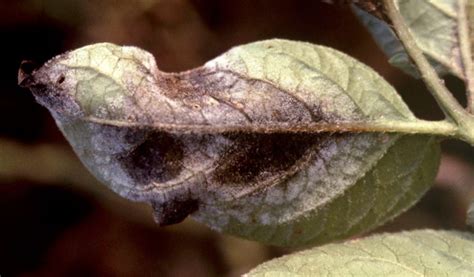 Phytophthora Plant Diseases Hosts And How To Treat This Fungus