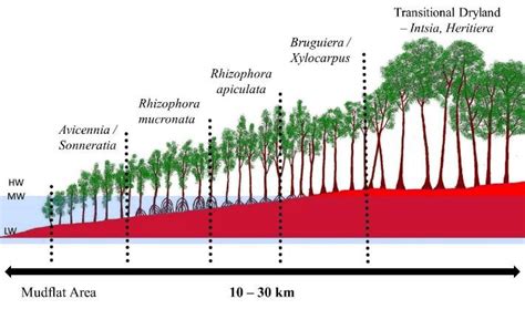 Typical Mangrove Forest Zonation In Peninsular Malaysia 15 Download Scientific Diagram