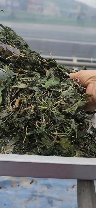 털달린고비~한국키위 다래순 건조완성 했쓔~~~ Youtube