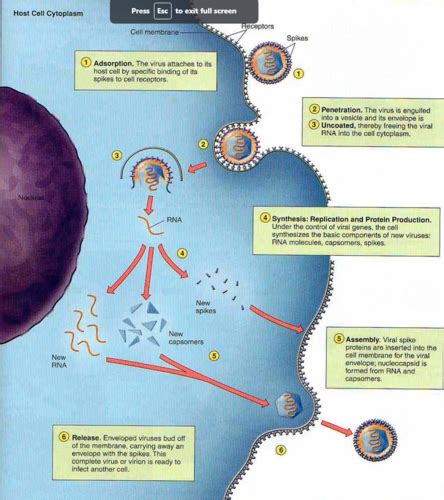 Ch 6 Viruses Flashcards Quizlet