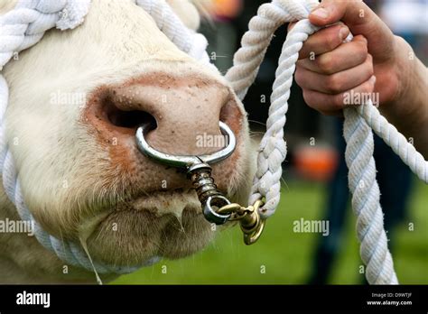 Use Of Bull Rings At Marcus Dacomb Blog