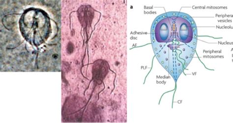 Giardia Flagellates Flashcards Quizlet