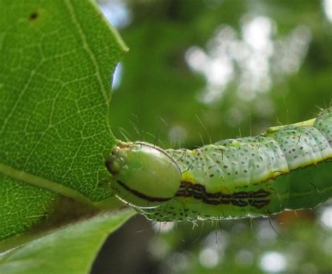 Closeup Of Head End Of Variable Oakleaf Caterpillar Feeding On Pin Oak