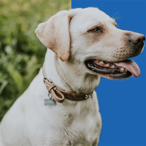 Изолиране в Affinity Photo