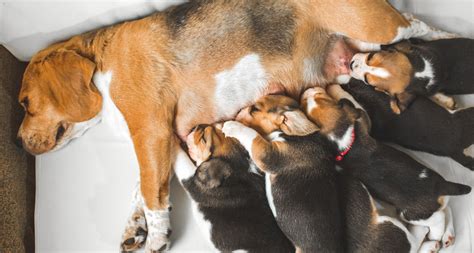 Bevalling Hond Lees Hier Alle Informatie Pets Place