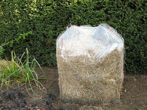 Vegans Living Off The Land List Of Uncommon Cold Hardy Fruit Trees Gardening Zones 3 7