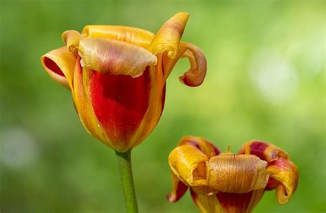 বিশ্বের সবচেয়ে বড় টিউলিপ বাগান কোথায় আছে জানেনকত ফুল ফোঁটে জানলে অবাক হবেন