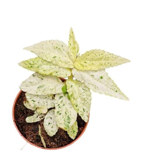Pellionia Repens Variegata — Plant Wholesale Floraccess