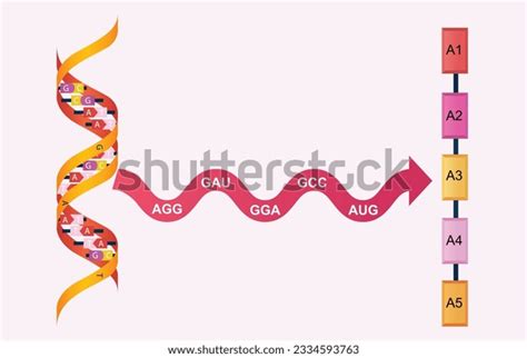 Dna Replication Protein Synthesis Transcription Translation стоковая векторная графика без