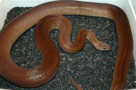 Patternless Spotted Pythons At Aar