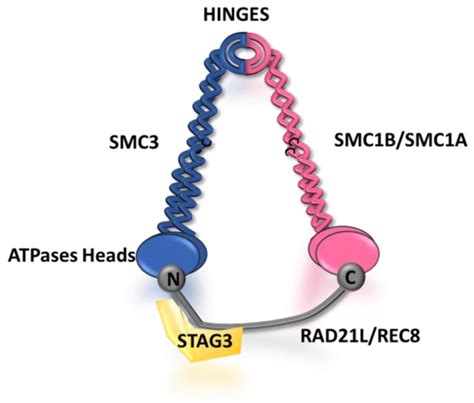 Synaptonemal Complex Cohesin