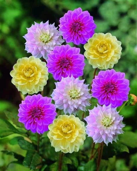 Arooma Ansar On Twitter Çiçek Açan Ağaçlar Çiçek Güller