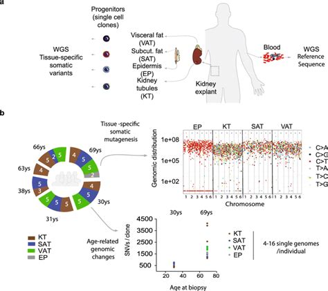Somatic Mutation Detection In Single Genomes From Different Tissues Of Download Scientific