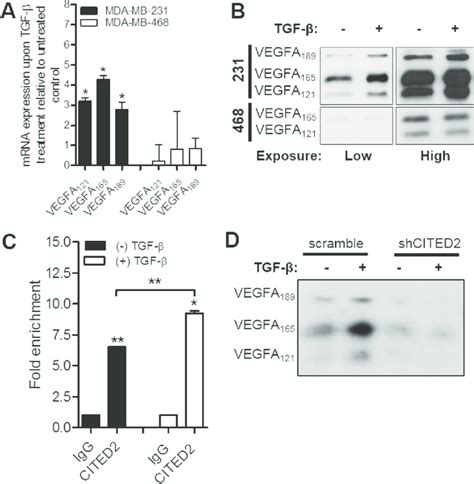 Cited2 Regulates Tgf β Induced Expression Of Vegfa Ab Wild Type