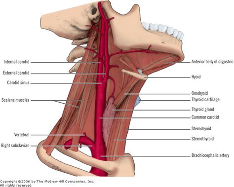 Common Carotid Artery Anatomy Carotid Artery Disease Baylor Medicine