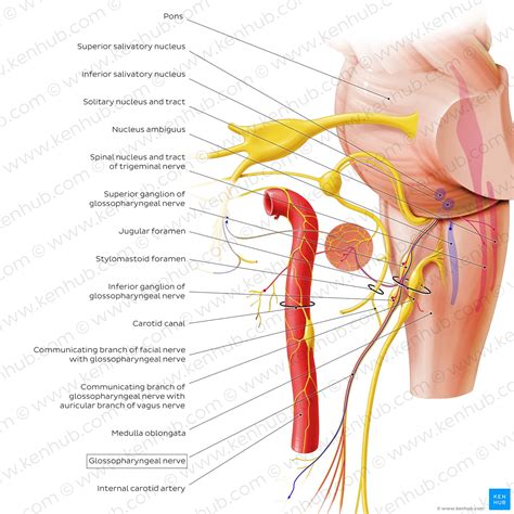 Glossopharyngeal Nerve Full Size Picture Glossopharyngeal Nerve 