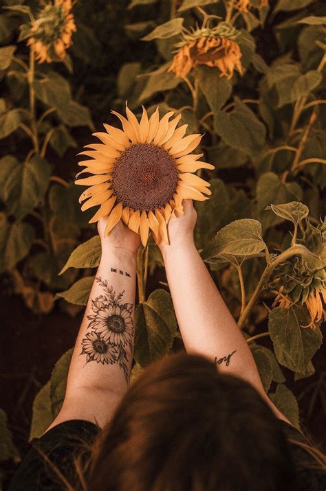 Sunflowers On Tumblr