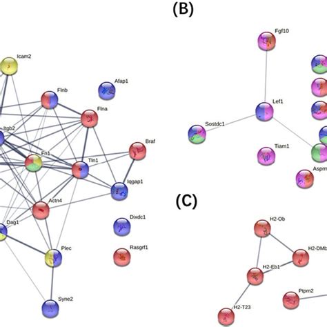 Protein Network Clusters And Biological Pathways Corresponding To Download Scientific Diagram