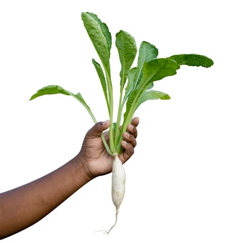 Root Vegetables Pngs For Free Download