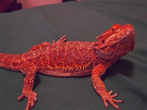 20 Bearded Dragon Morphs And Color Types Common To Rarest Breed