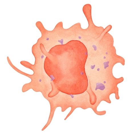 Cell Depletion Antibodies Bio X Cell