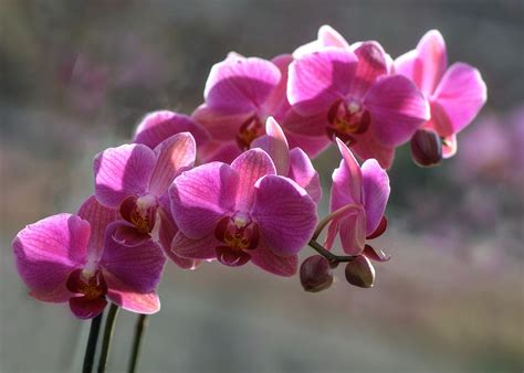 Pale Purple Orchids Photograph By Olena Art Fine Art America