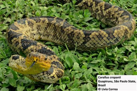 Corallus Cropanii The Reptile Database