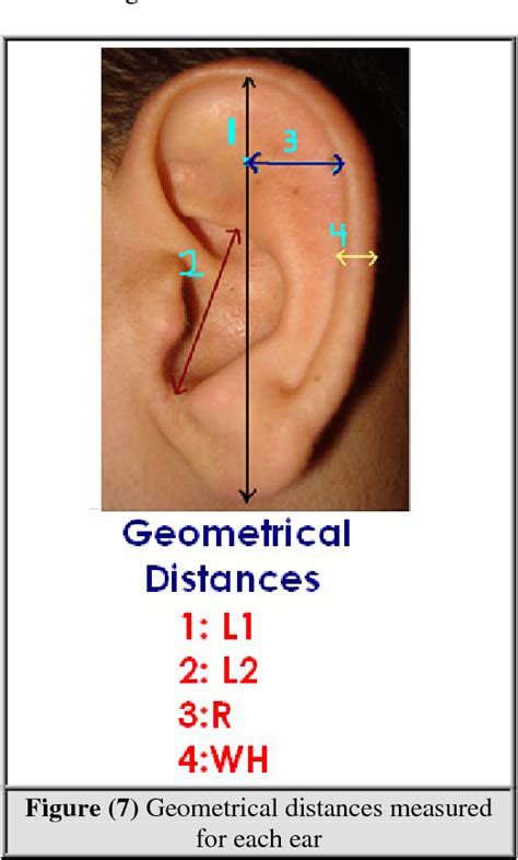 Table 1 From A Robust Algorithm For Ear Recognition System Based On Self Organization Maps