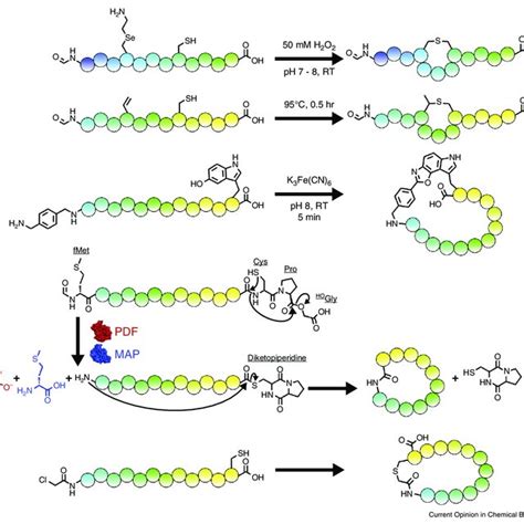 Pdf Construction And Screening Of Vast Libraries Of Natural Product Like Macrocyclic Peptides