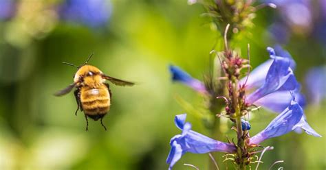 Spelling Bee Answers Saturday May 6 2023 The New York Times