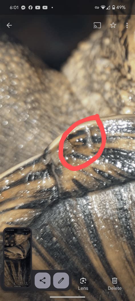 Something Wrong With Shell Rsnappingturtles