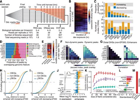 Dynamics Of The Genomic GC Response Are Highly Coordinated In Enhancers Download Scientific