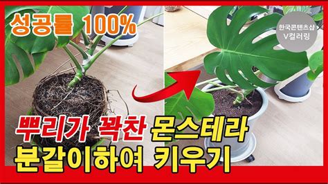 뿌리가 화분에 꽉차 노랗게 변하는 몬스테라 델리시오사 분갈이하기 Youtube