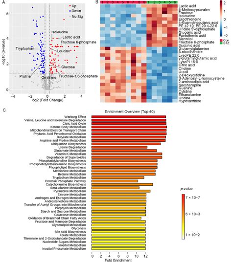 Metabolomics Reveals Differential Metabolites And Metabolic Pathways In Download Scientific