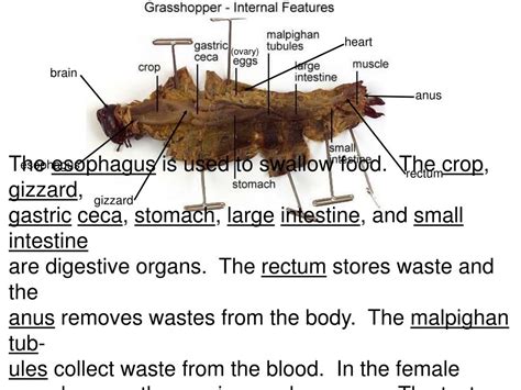 Ppt Grasshopper Dissection Powerpoint Presentation Free Download Ppt Grasshopper Dissection Powerpoint Presentation Free Download