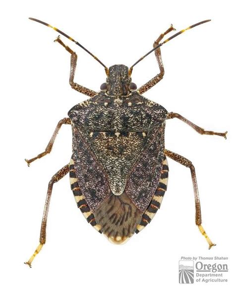 Watch Out For These 10 Invasive Insects Spreading Across Oregon Newsbreak