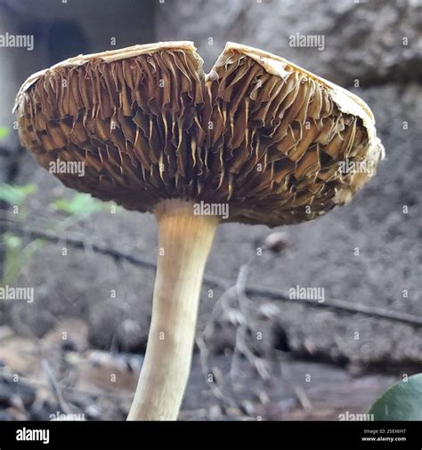 Mulch Maids Leratiomyces Percevalii Fungi California Us Stock