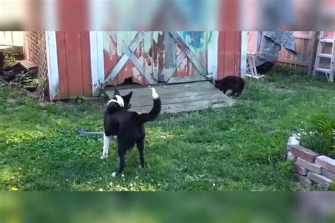 猫咪看到自家狗被同类打，气势汹汹立马去干架，网友：太搞笑了干架同类网友