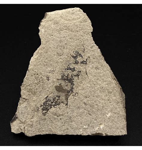 Fossils For Sale Fossils Rare Middle Devonian Primitive