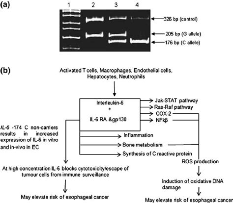 A Showing Il 6 Pathway And Hypothesis Of Study B Representative