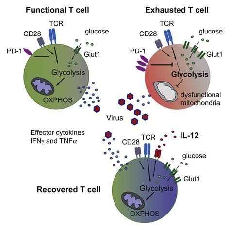 Distinct Metabolic Requirements Of Exhausted And Functional Virus Specific Cd8 T Cells In The