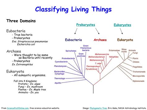 Biological Classification Scientific Taxonomy Lecture Powerpoint Vmcct Pptx