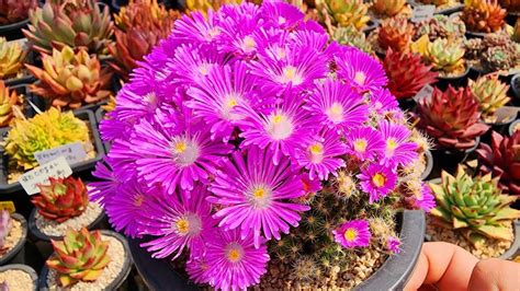 다육판매🩷꽃피는 봄이오면다육이는 더 더더 예뻐진다규~국민다육모음👍화분별도다육이 이천 Succulent 多肉植物 Youtube